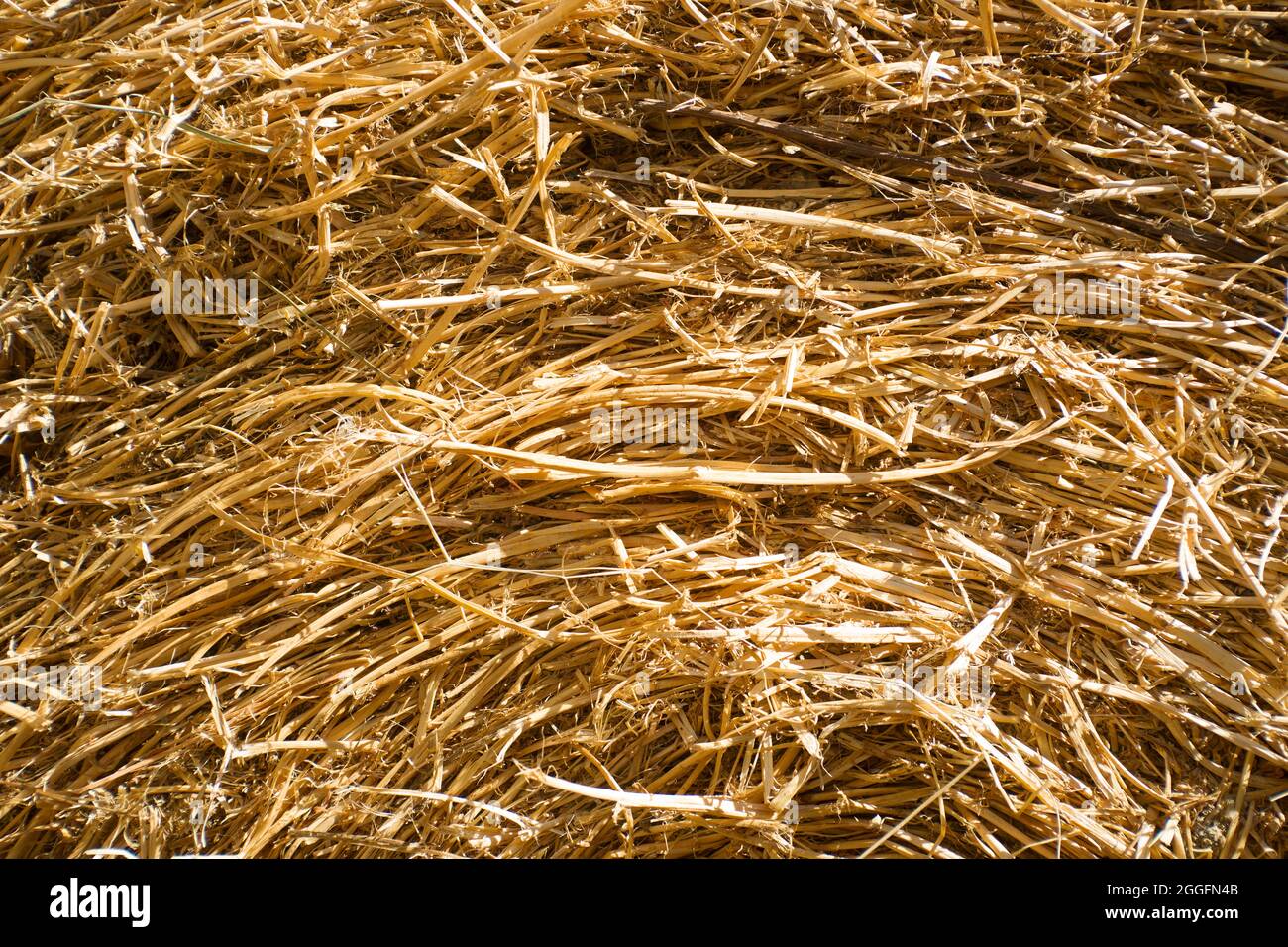 Straw used for the litter for horses in a riding school Stock Photo - Alamy