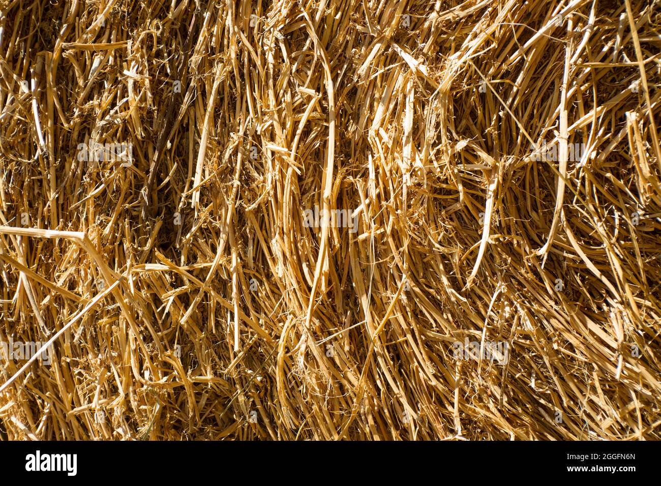 Texture hay straw used hi-res stock photography and images - Alamy