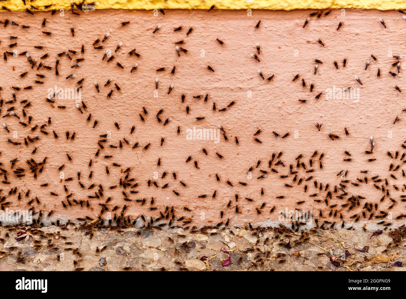 A swarm of Ant Queens Stock Photo - Alamy
