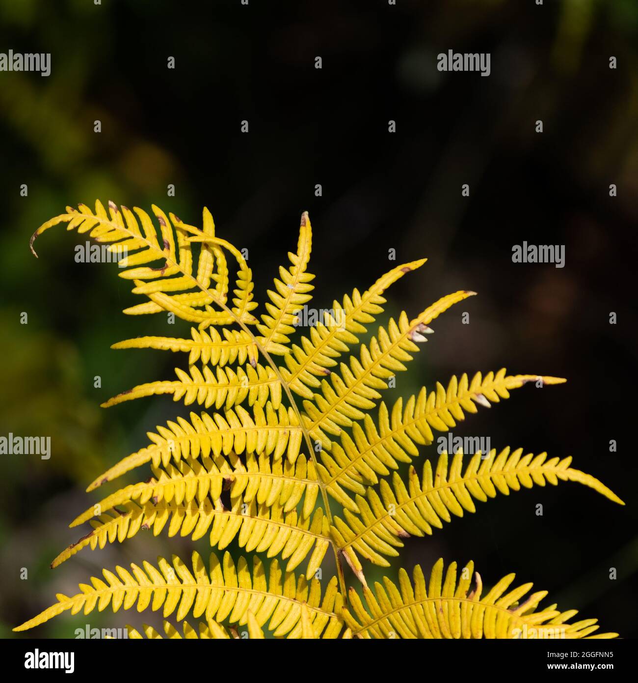 Yellow fern leaf or frond isolated against dark background at autumn ...