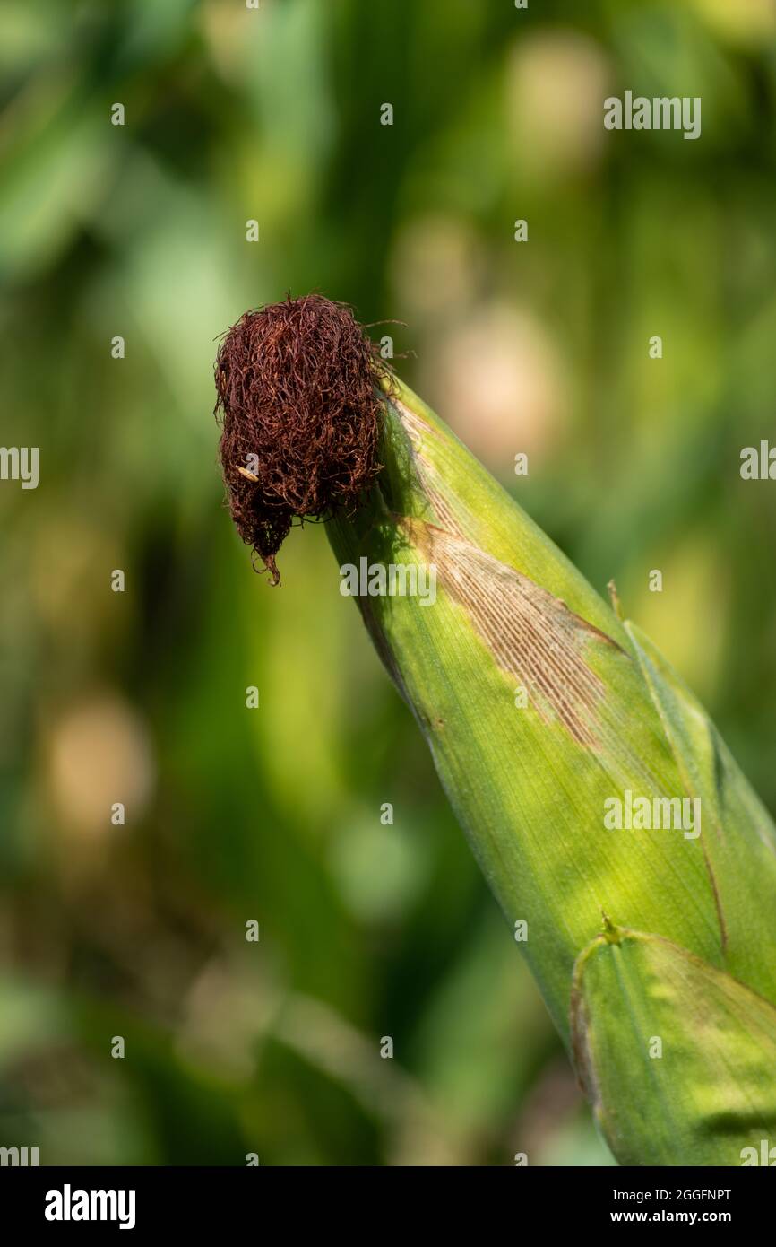 Close up of green maize ear with silk isolated in maize field Stock ...