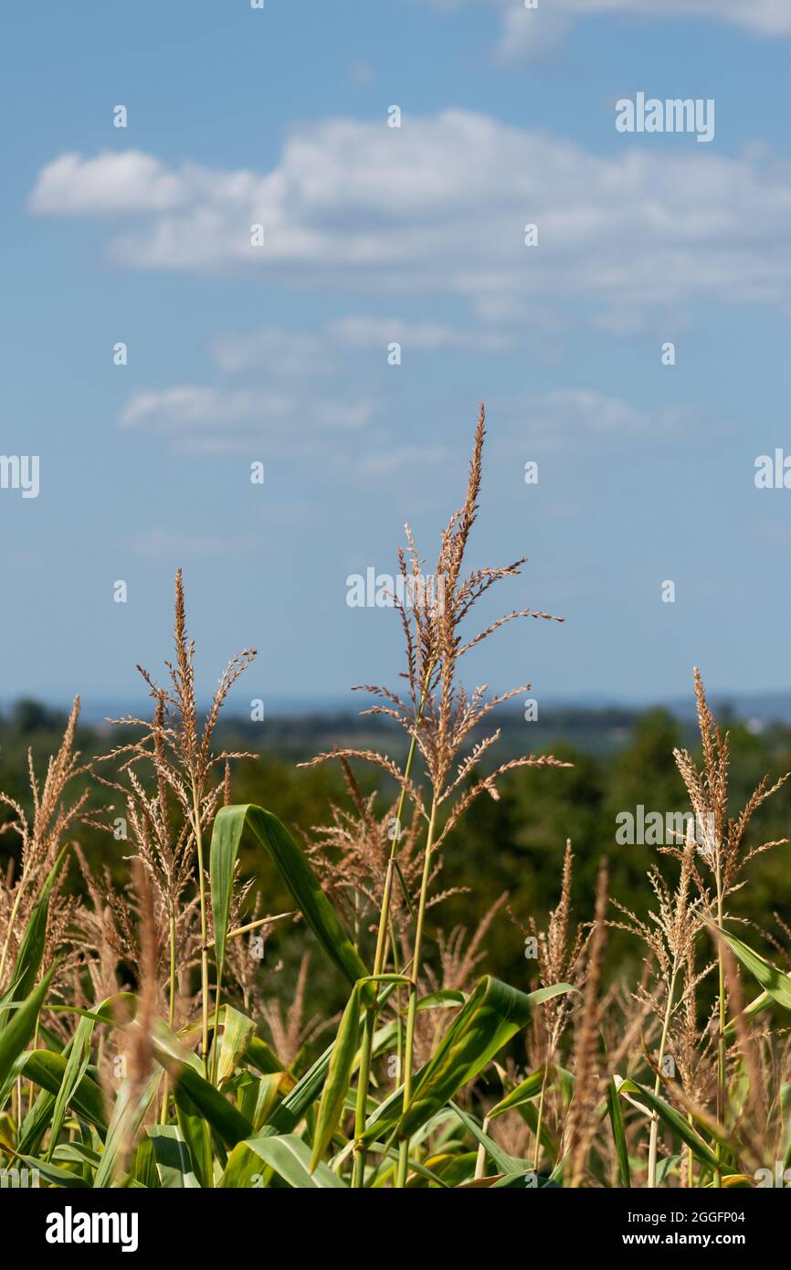Many small male flowers make up the male inflorescence, called the ...