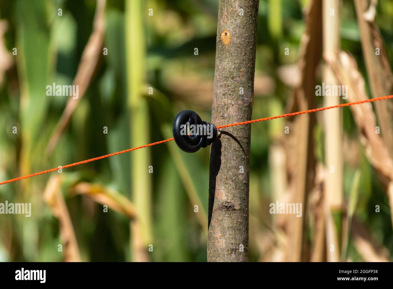 Electric shepherd wire in a plastic holder and blurred green crop ...