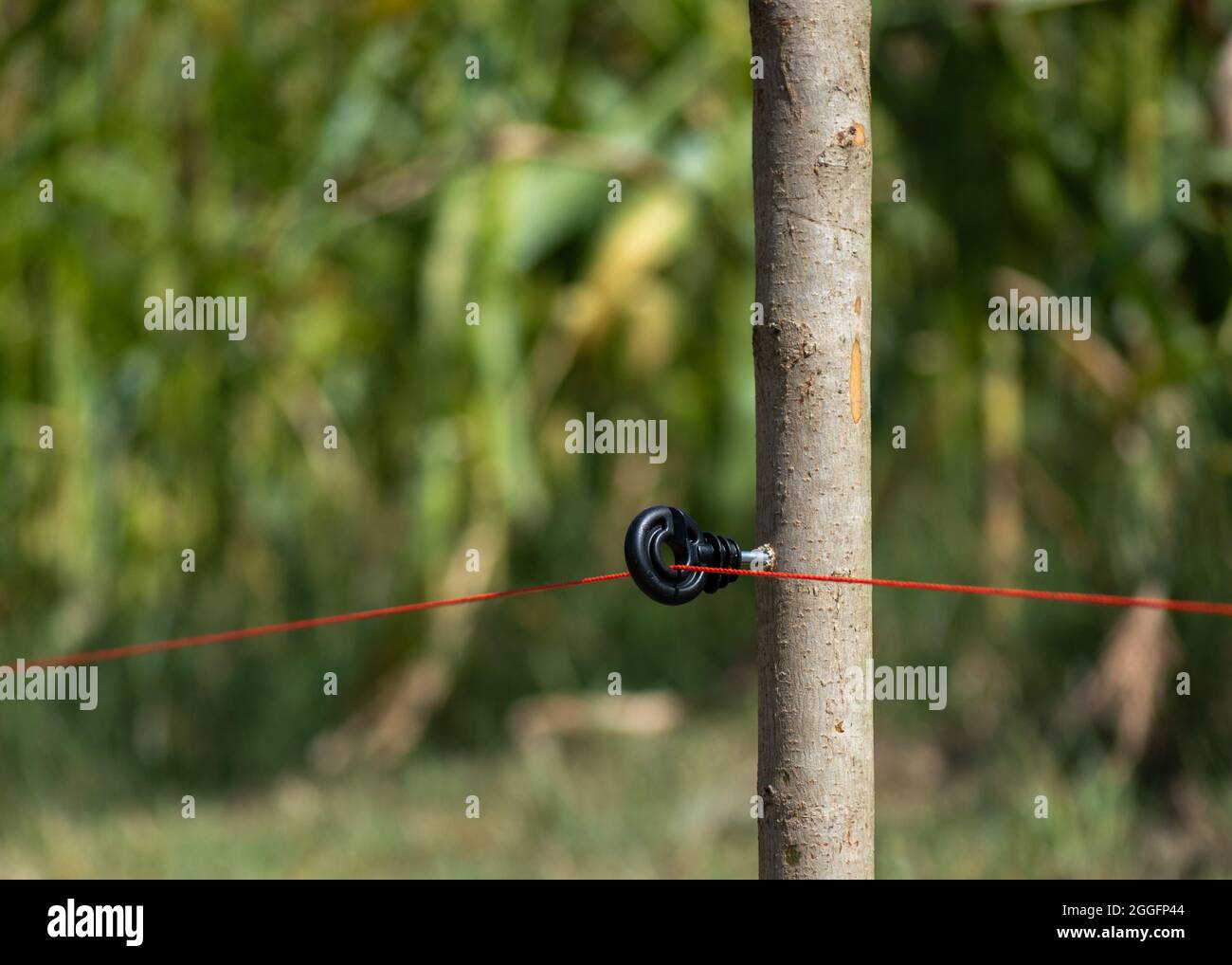 Electric shepherd wire in a plastic holder and blurred green crop ...