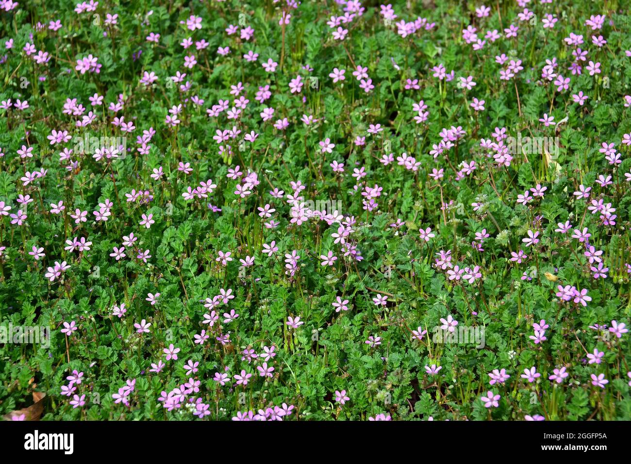 Filaree hi-res stock photography and images - Alamy