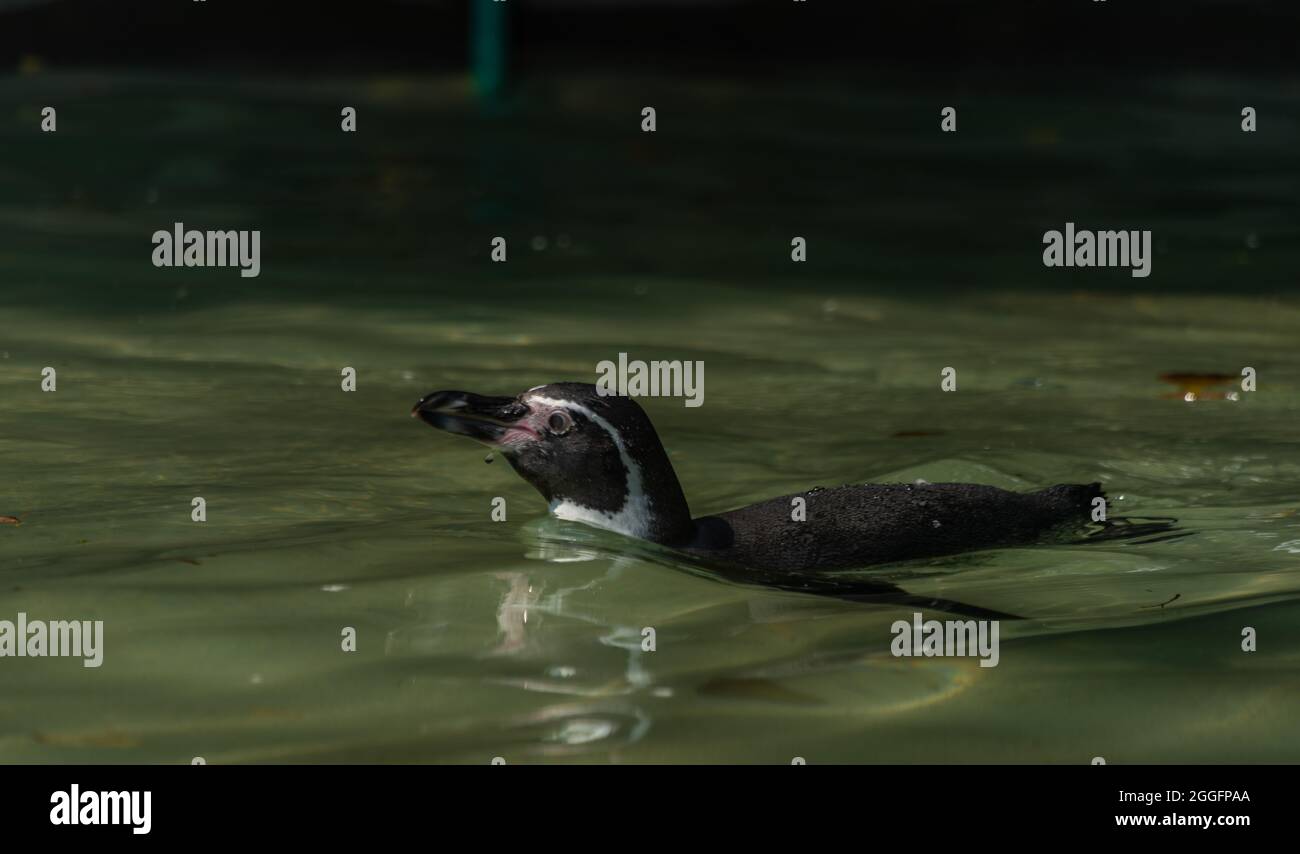 Penguin in water hi-res stock photography and images - Alamy
