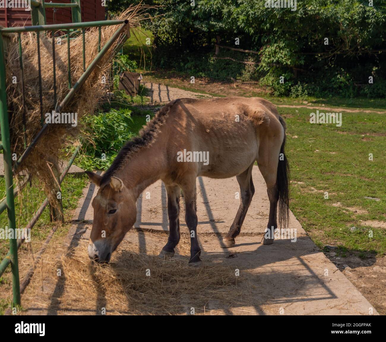 Donkey near fence and feeder in sunny hot summer fresh day Stock Photo ...