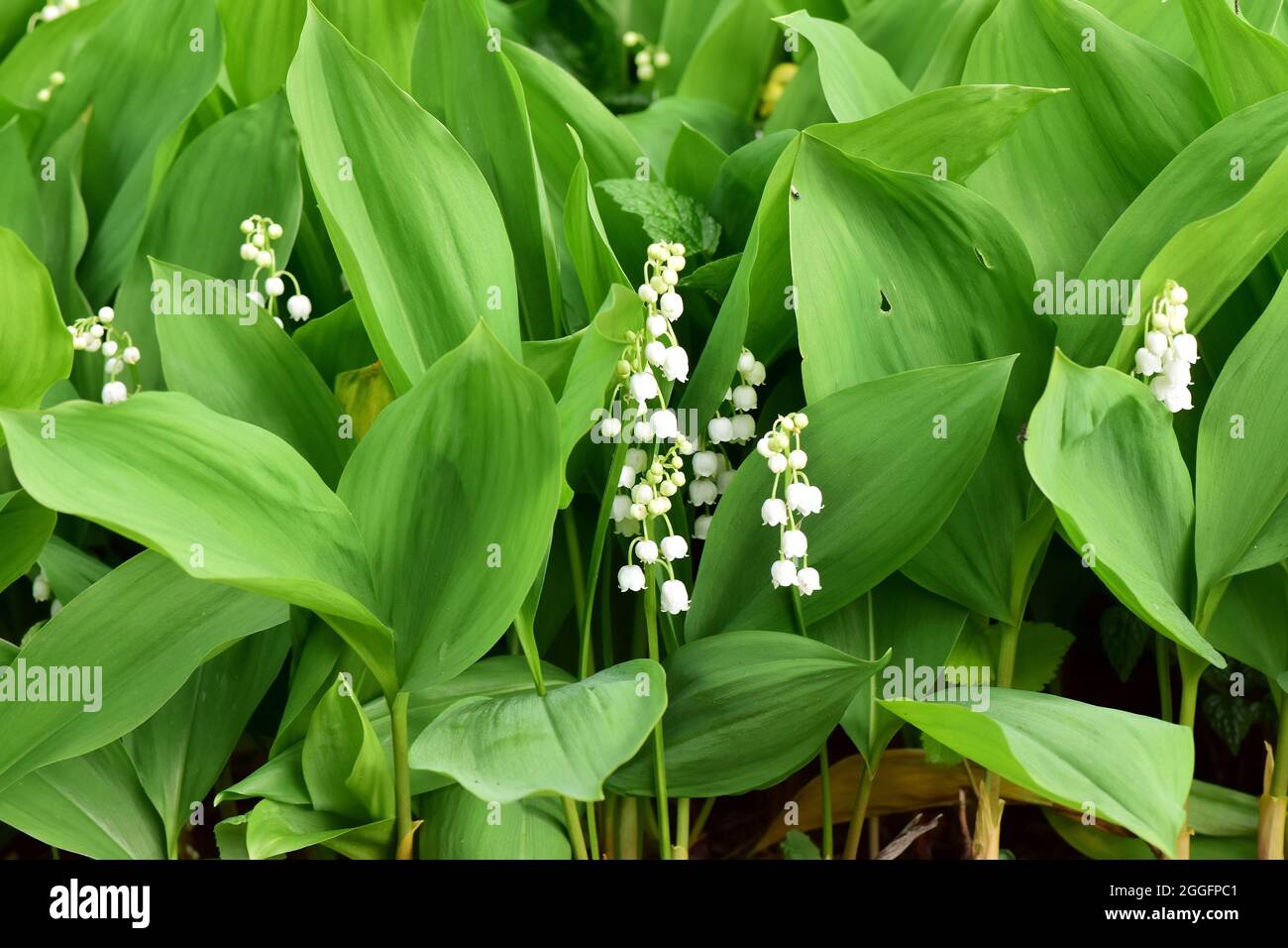 Lily of the valley, Maiglöckchen, Muguet de mai, Convallaria majalis ...