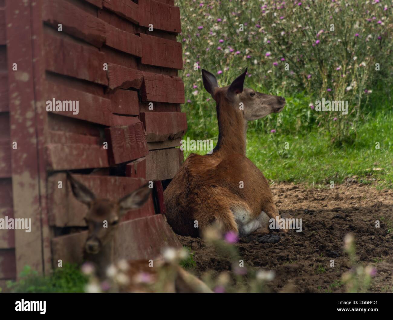 Doe near wooden house with baby animal in summer hot fresh day Stock ...