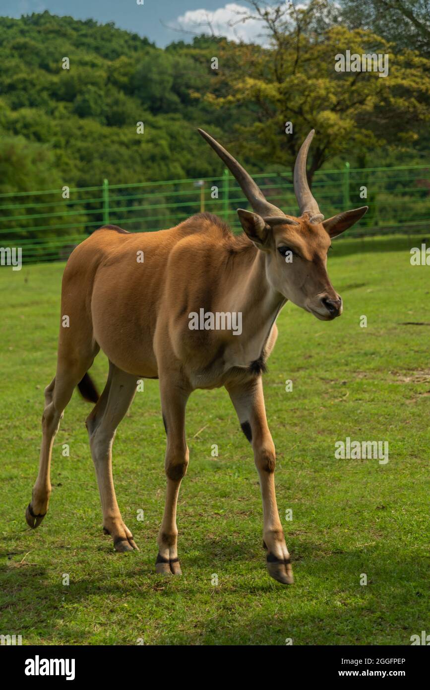 Big antelope with horns on green grass meadow in summer sunny fresh day ...