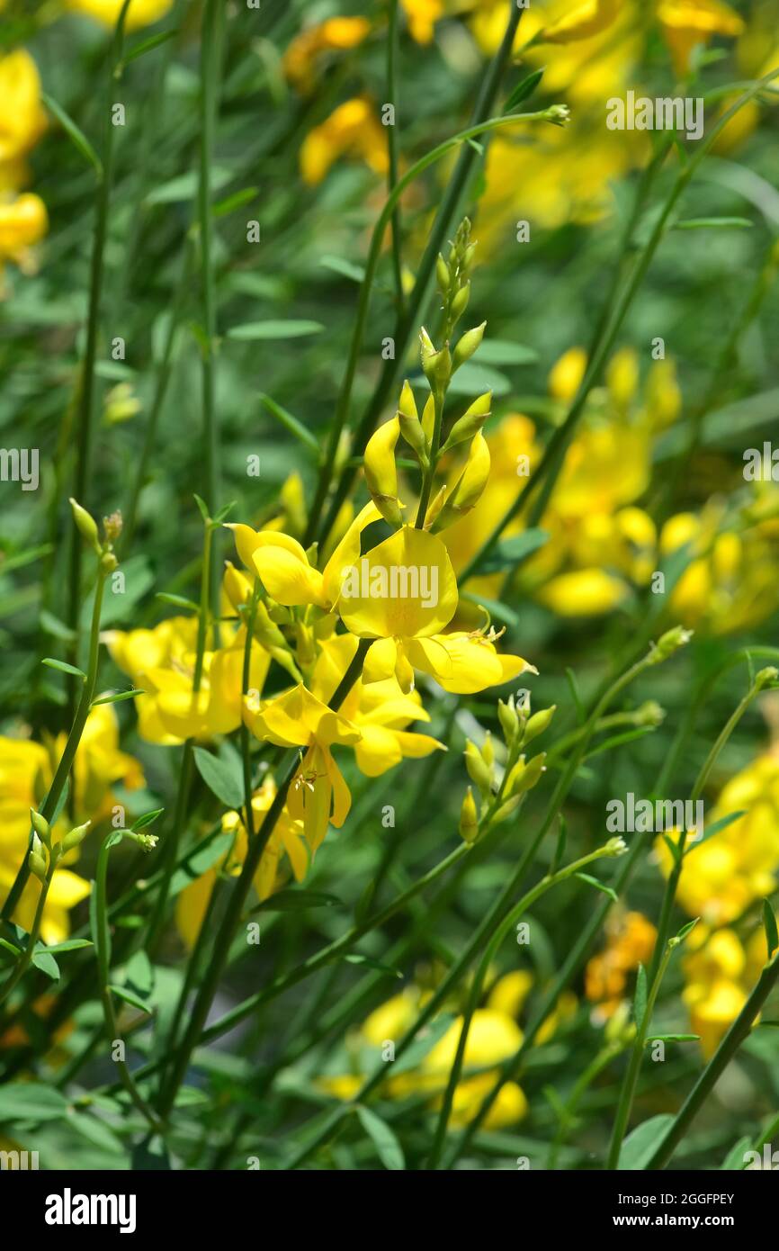 Spanish broom, rush broom or weaver's broom, Pfriemenginster, spartier ...