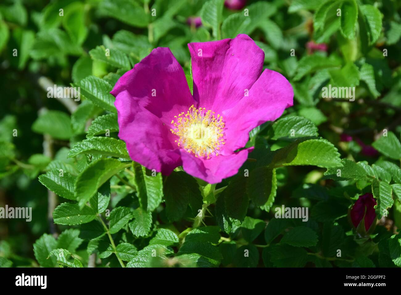 rugosa rose, beach rose, Japanese rose, Ramanas rose, Kartoffel-Rose ...