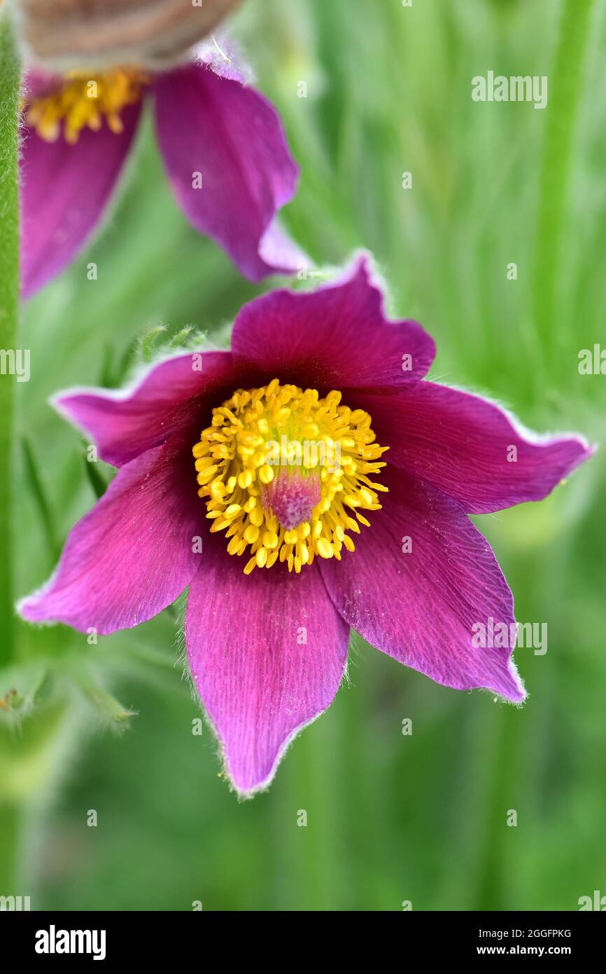 Mountain Pasque Flower, pasque flower, Kuhschelle, Pulsatilla montana ...