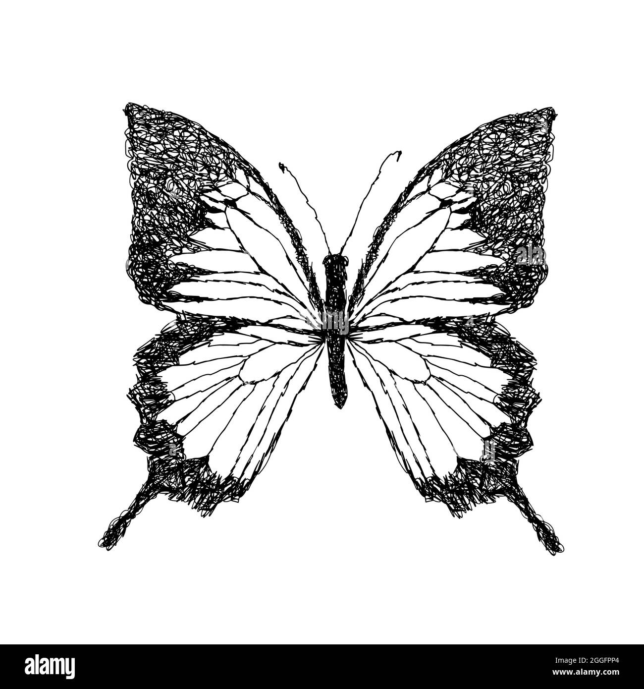 Graphic monochrome butterfly hatching. Vector illustration Stock Vector ...