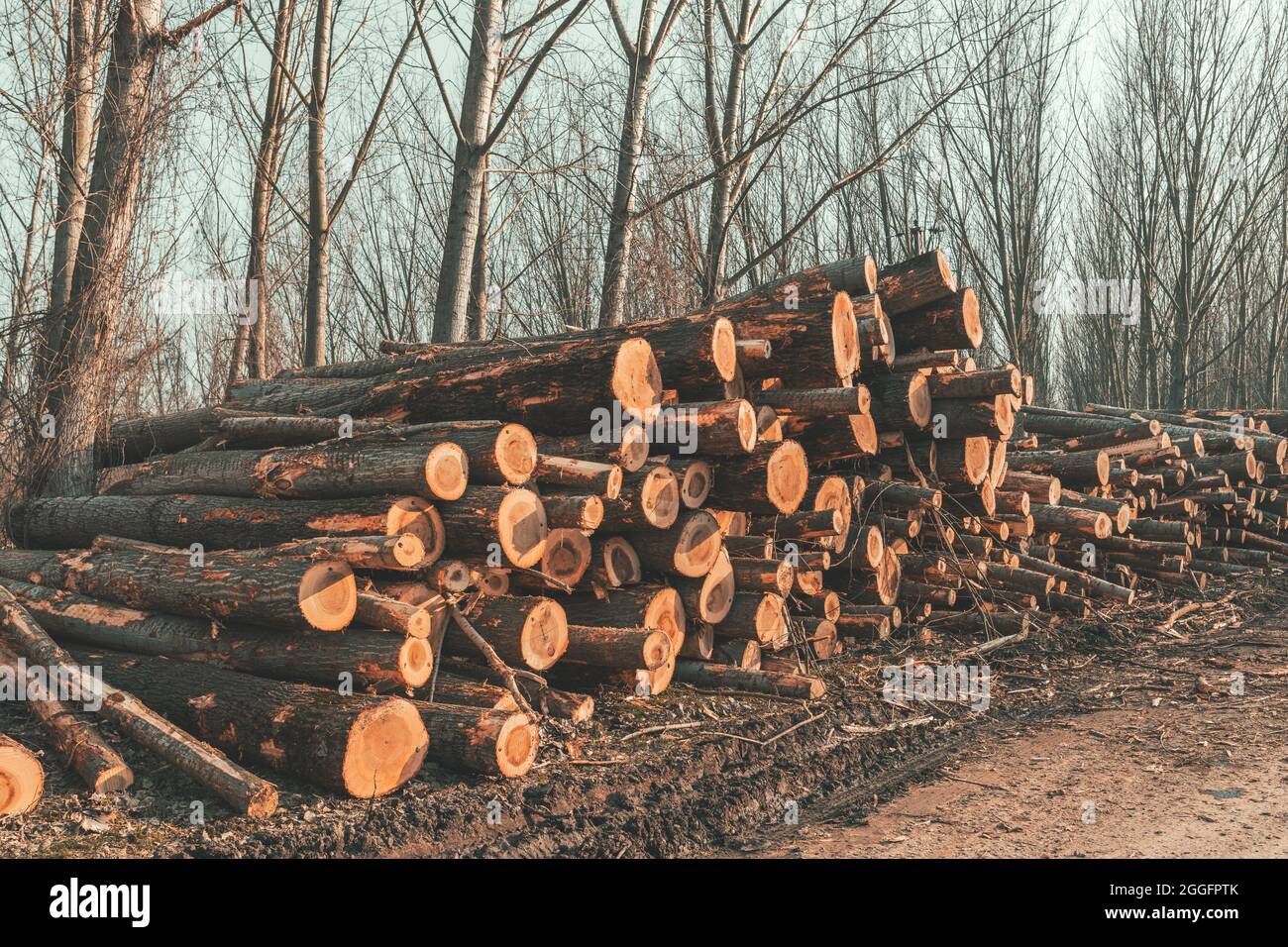 Deforestation concept - logging timber in wood industry, pile of cut ...