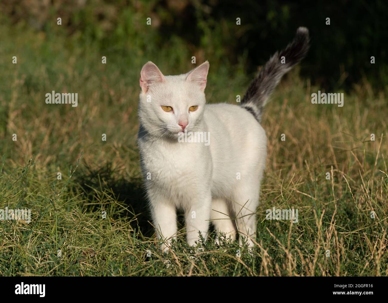 Serious feline hi-res stock photography and images - Alamy