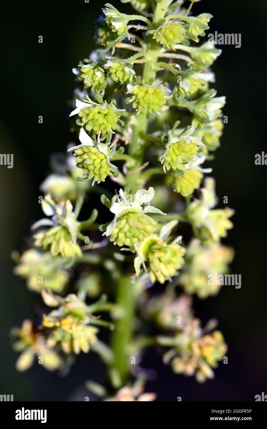wild mignonette, yellow mignonette, Gelber Wau, Reseda lutea, vadrezeda ...