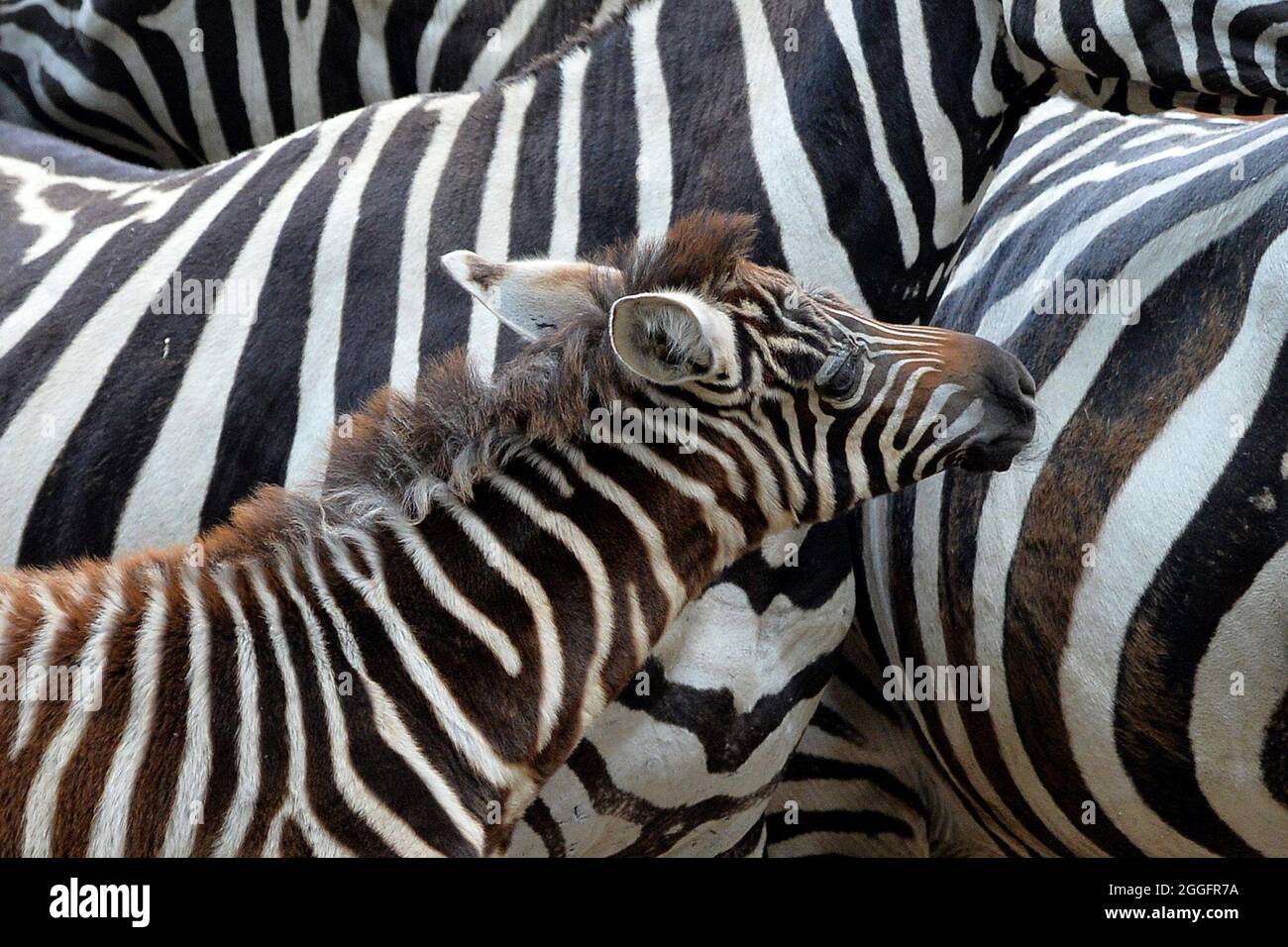 Liberec, Czech Republic. 31st Aug, 2021. A rare Maneless zebra, a ...