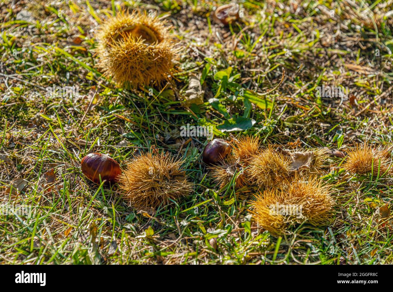 Open Chestnuts lying on the ground in a farm in Ticino, Switzerland ...