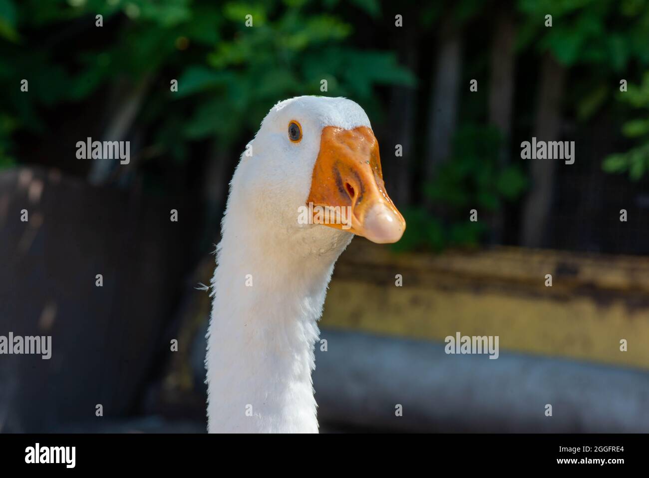 serious white goose with yellow beak looking Stock Photo - Alamy