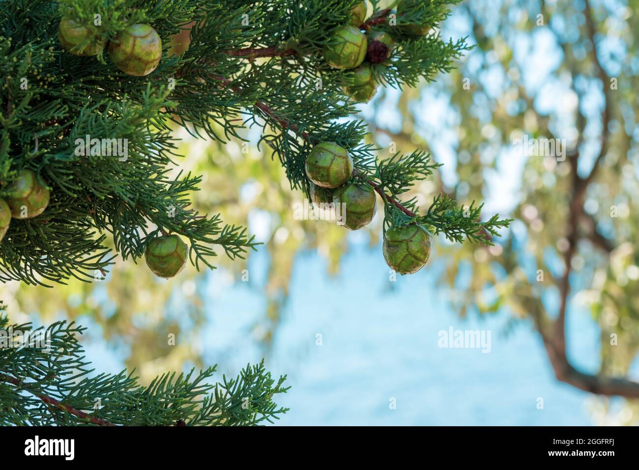 Cypress tree branches hi-res stock photography and images - Alamy