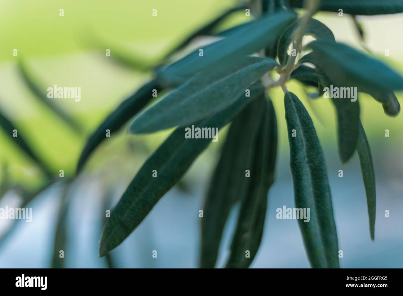 Olive leaf close up hi-res stock photography and images - Alamy
