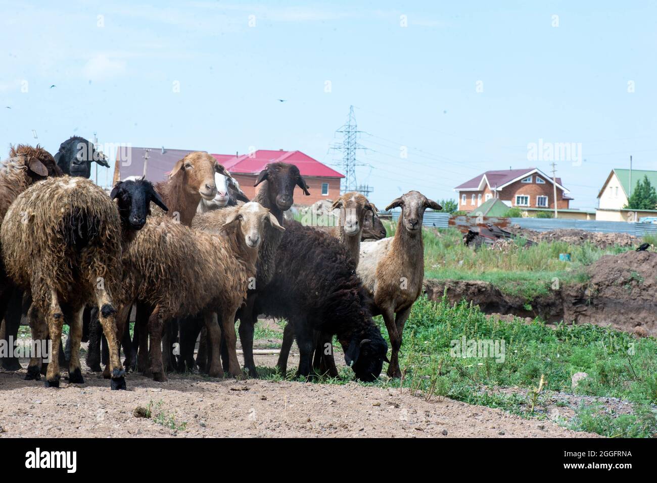 a bunch of sheep graze together in the steppe Stock Photo - Alamy