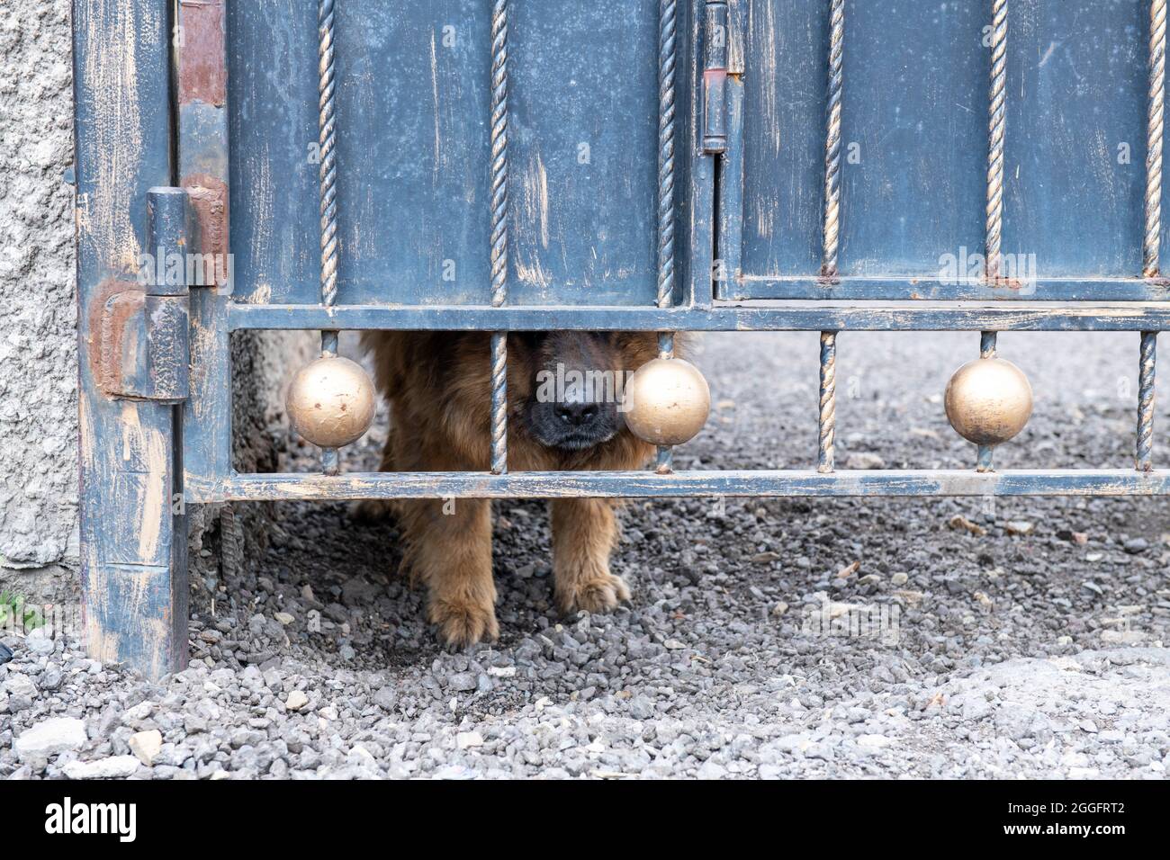 a dog lives behind a high gate Stock Photo - Alamy