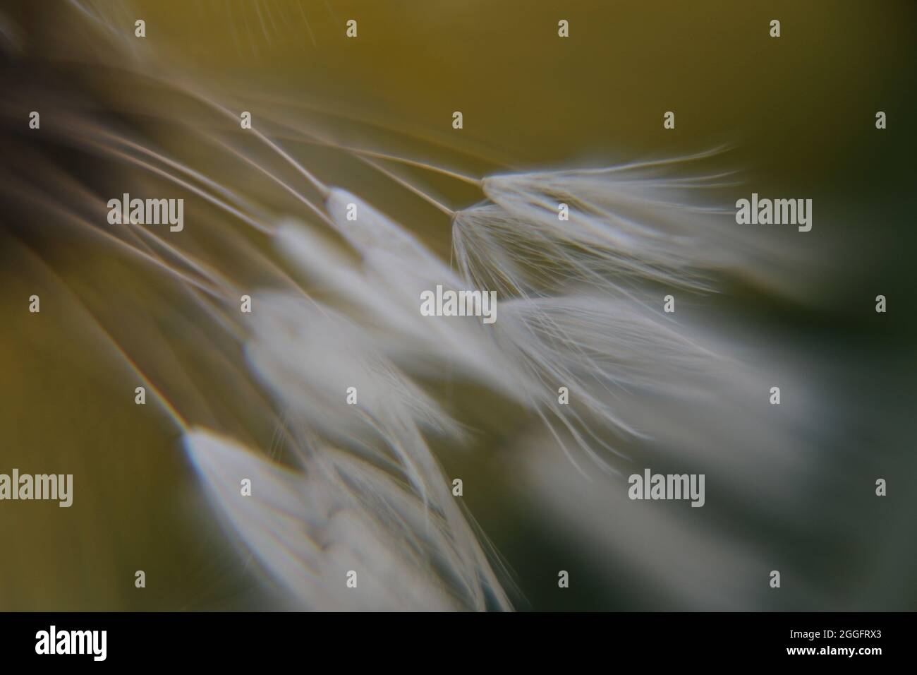 Incipient flower hi-res stock photography and images - Alamy