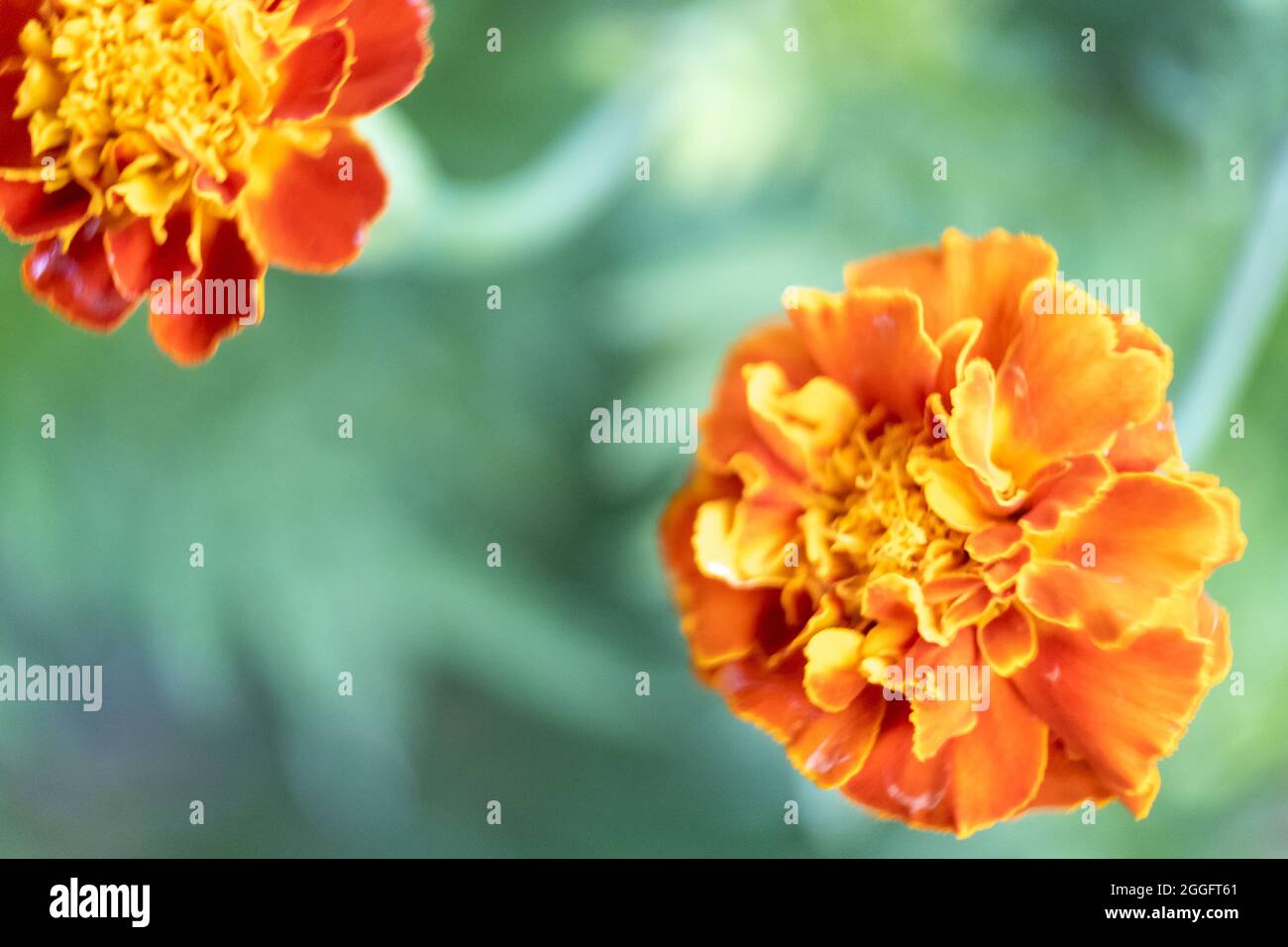 Close up photo of red and yellow calendula flower, macro picture of an ...
