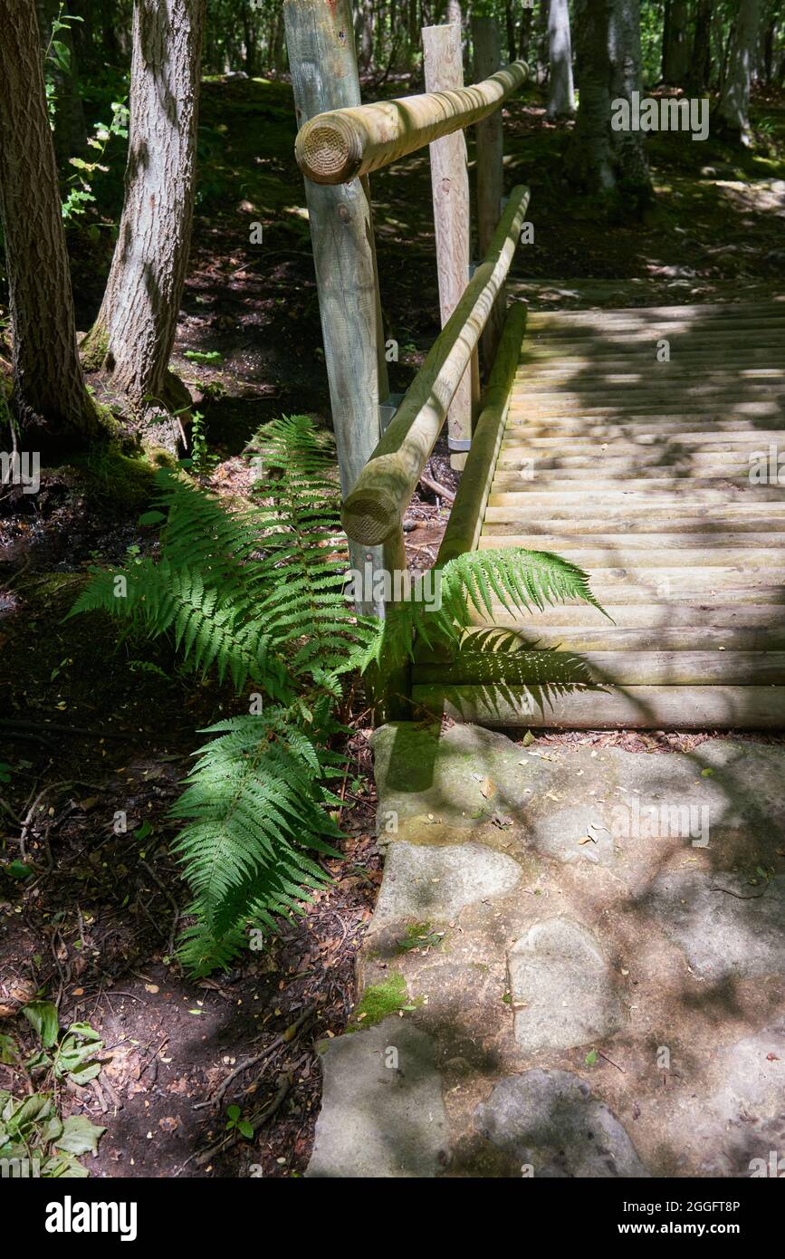 An eye-catching fern that has grown at the foot of a wooden bridge ...