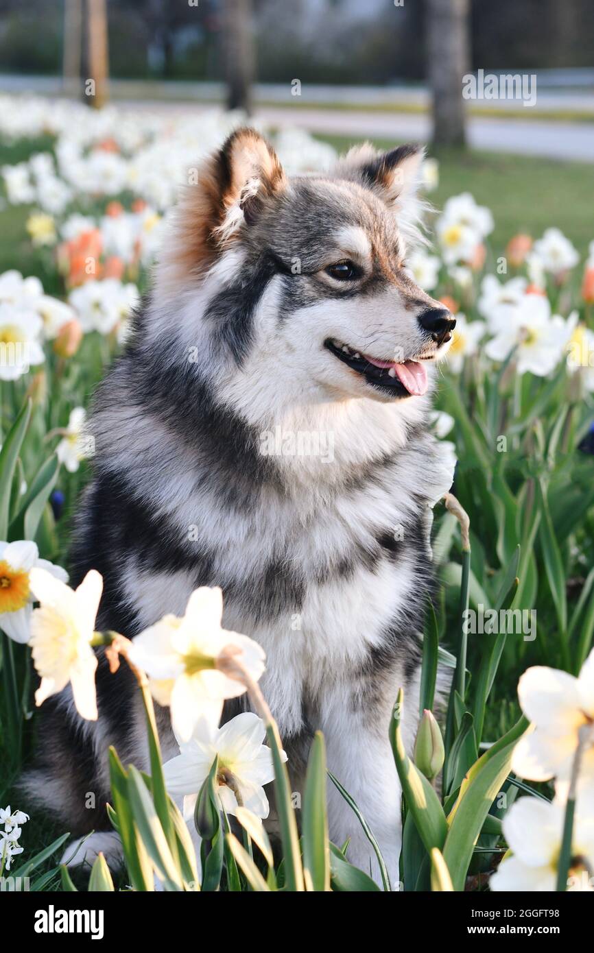 Portrait of a purebred Finnish Lapphund dog lying outdoors among ...