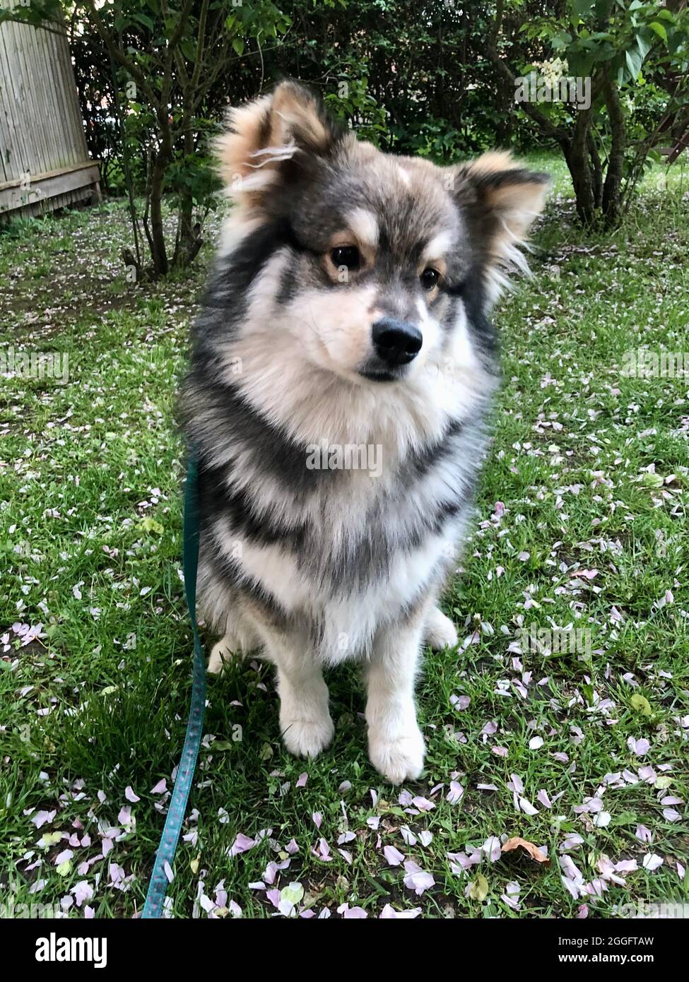 Portrait of a purebred Finnish Lapphund dog sitting outdoors in grass ...
