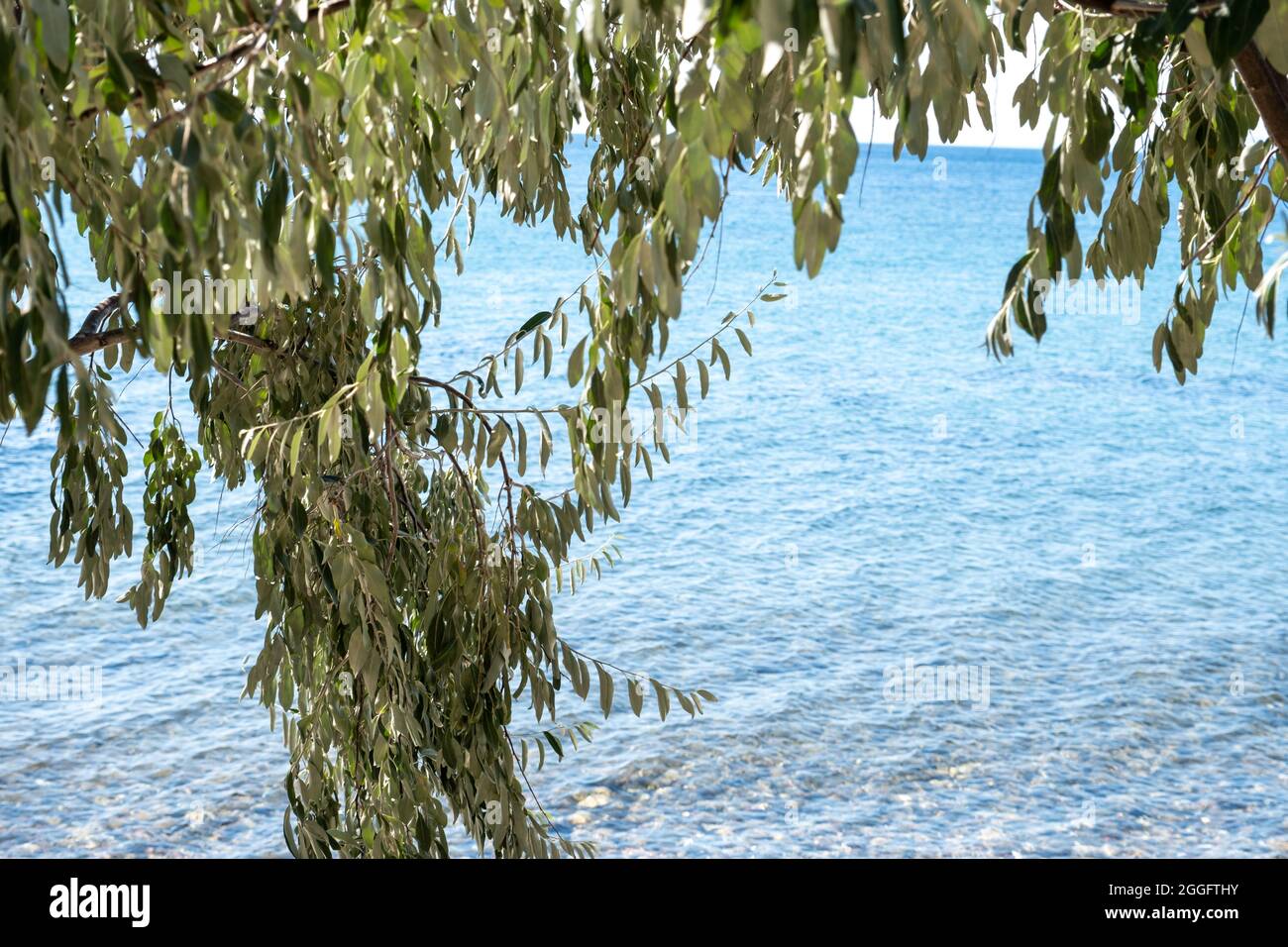 Beautiful tree beach near hi-res stock photography and images - Alamy