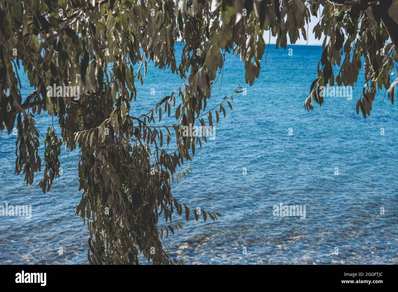 Beautiful sea view with olive tree with olives near the beach Stock ...