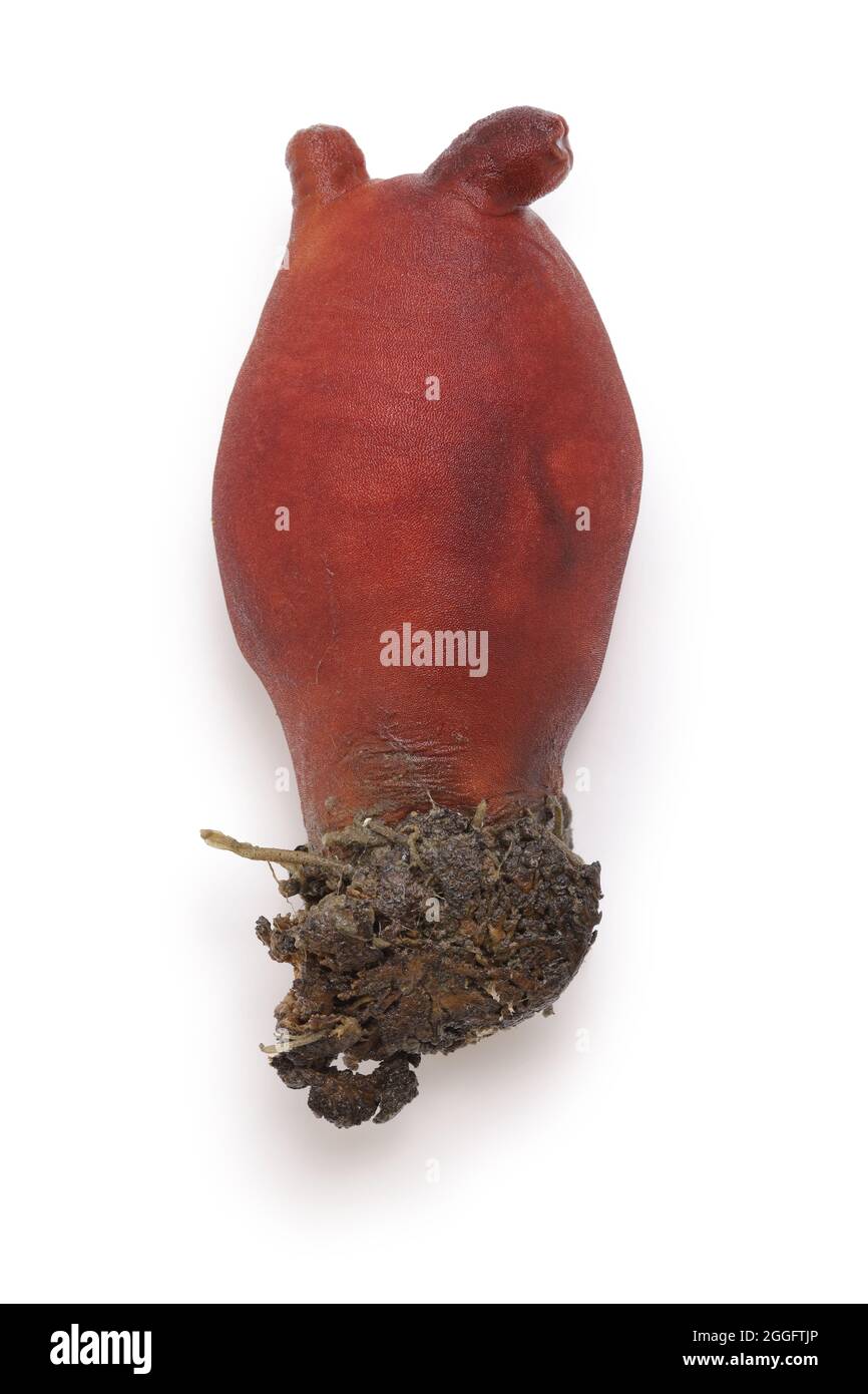 red hoya (sea squirt) , sea pineapple Stock Photo - Alamy