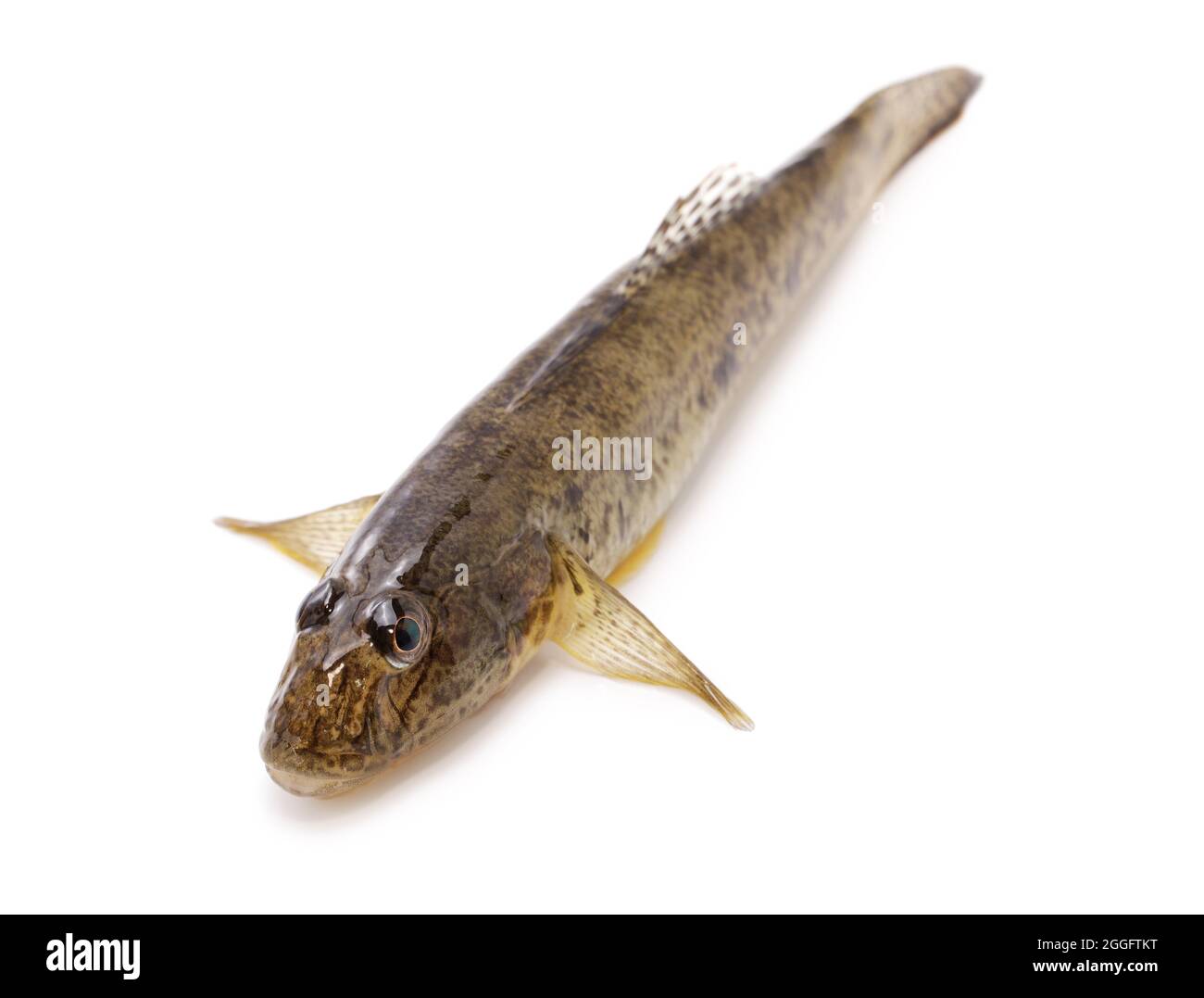Mahaze, Japanese goby isolated on white background Stock Photo - Alamy