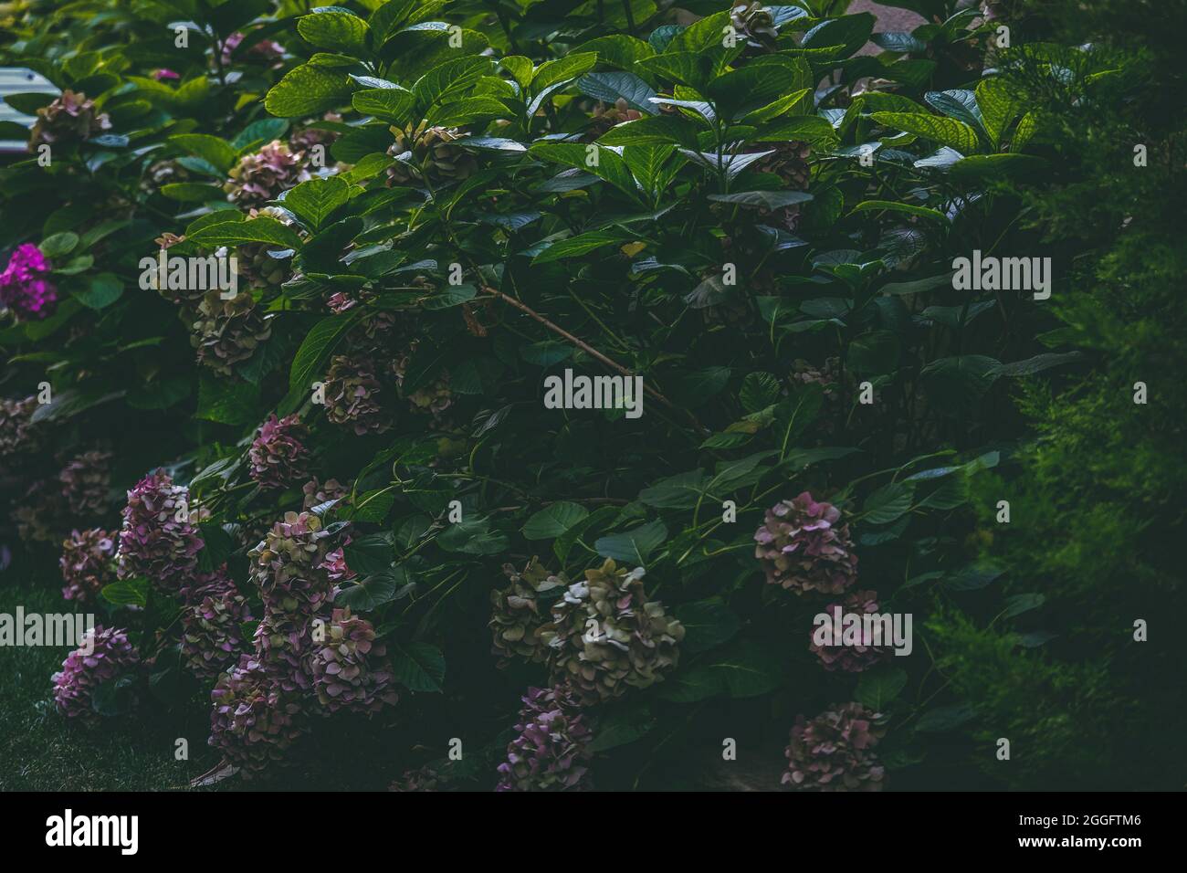 multi colored hydrangea flowers in the garden, pink hortensia Stock ...
