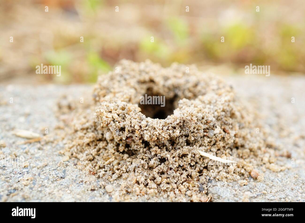 Garden ant hill hi-res stock photography and images - Alamy