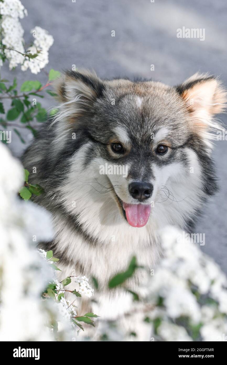Portrait of a purebred Finnish Lapphund dog lying outdoors among ...