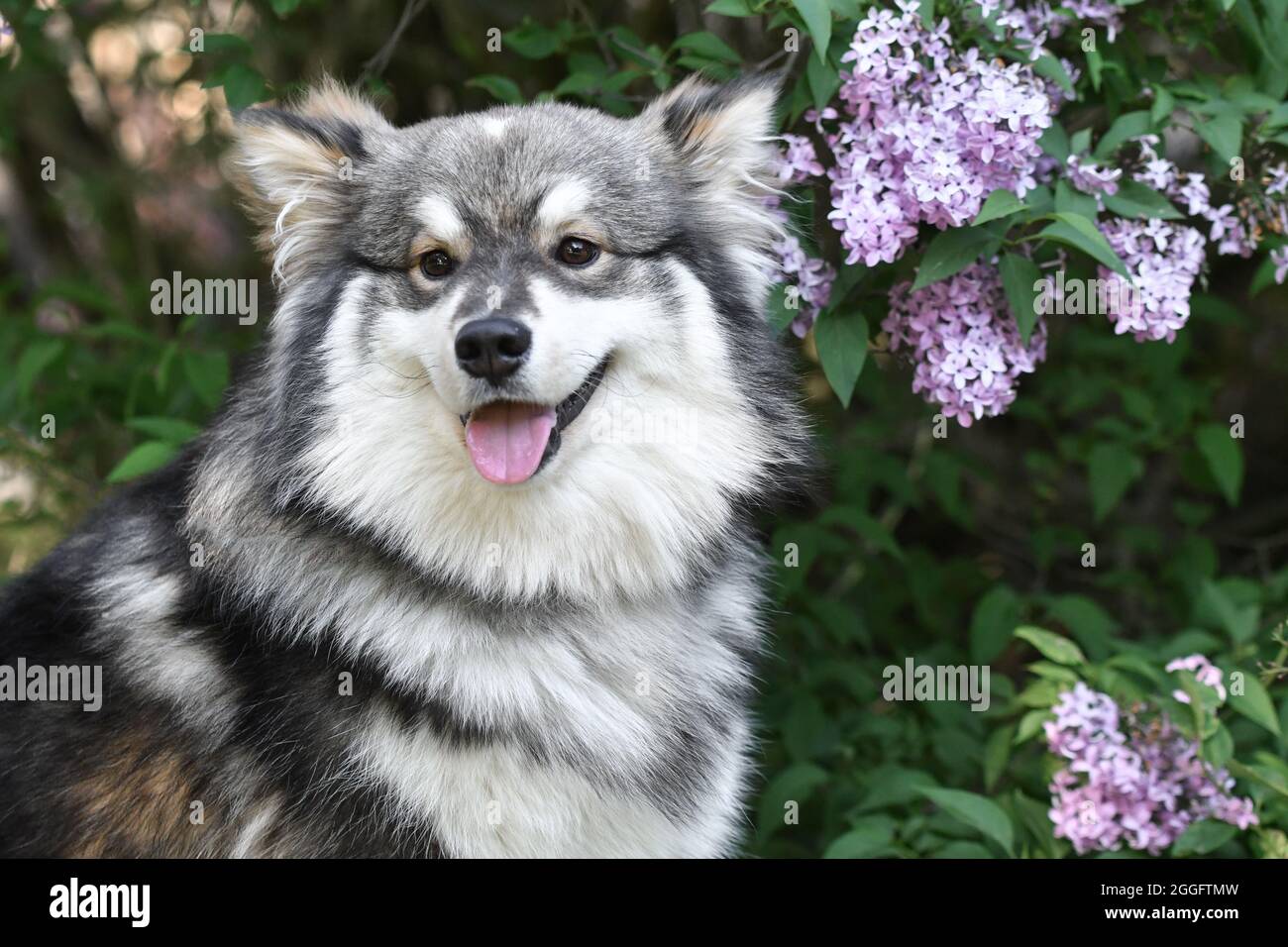 Portrait of a purebred Finnish Lapphund dog lying outdoors among ...