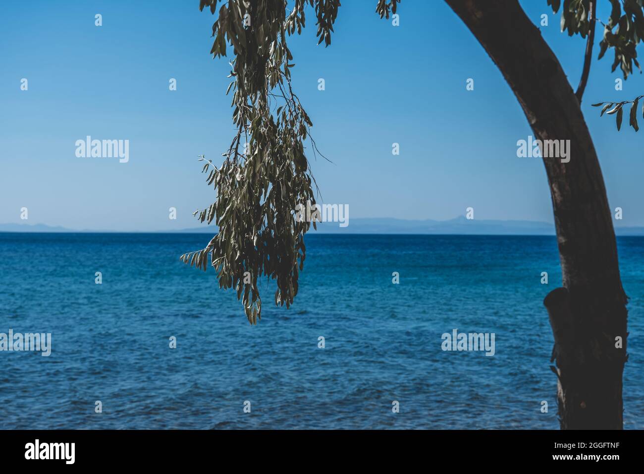 Beautiful sea view with olive tree with olives near the beach Stock ...