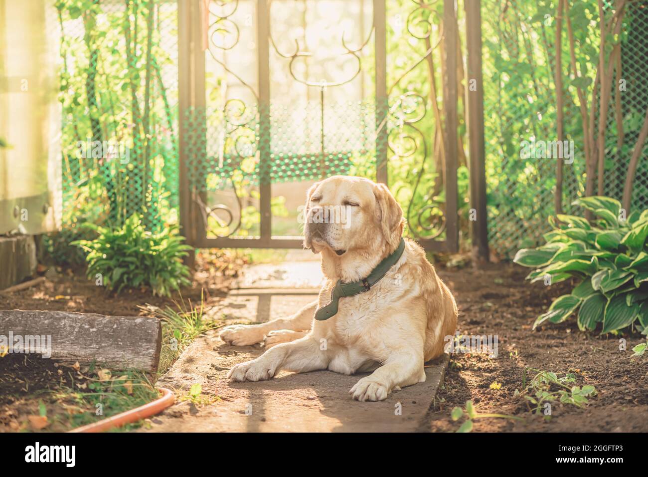 cute fawn Labrador lies on a path in the garden Stock Photo - Alamy