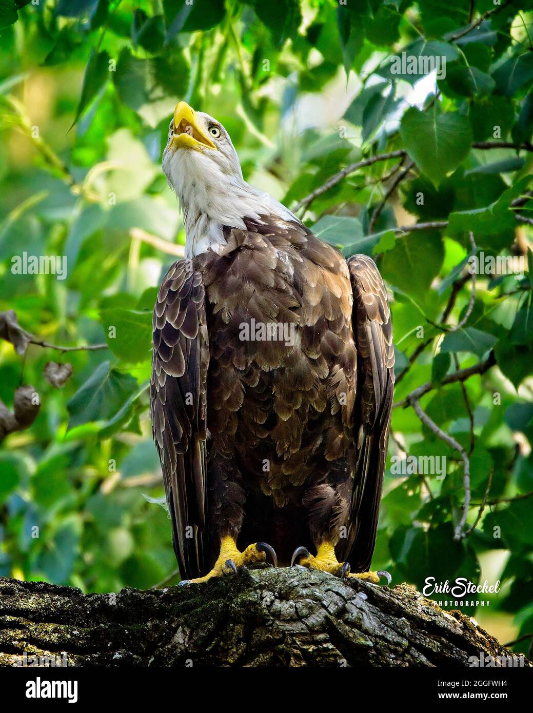 American Bald Eagle Stock Photo - Alamy