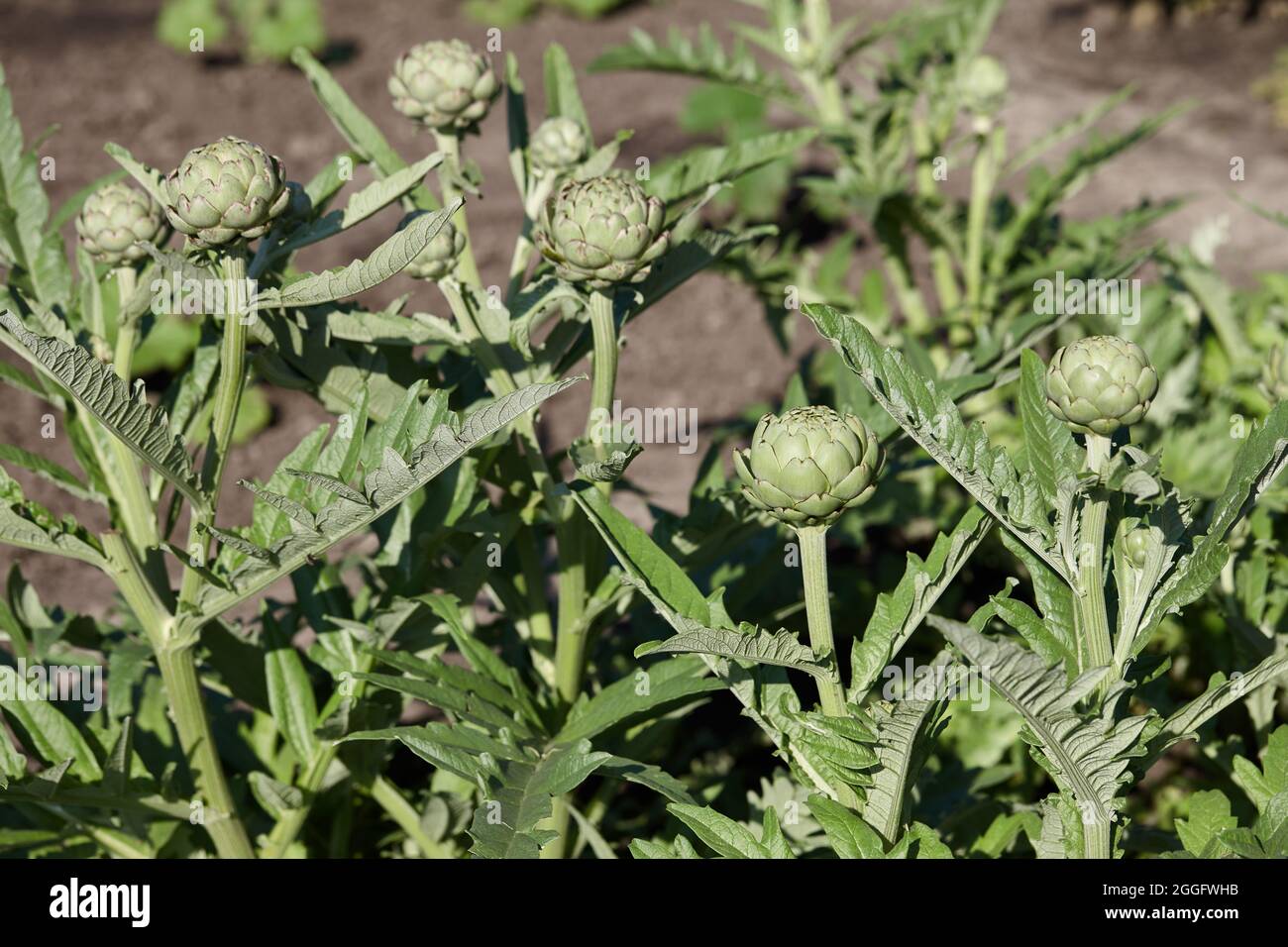 Green globe artichokes growing in a field Stock Photo - Alamy