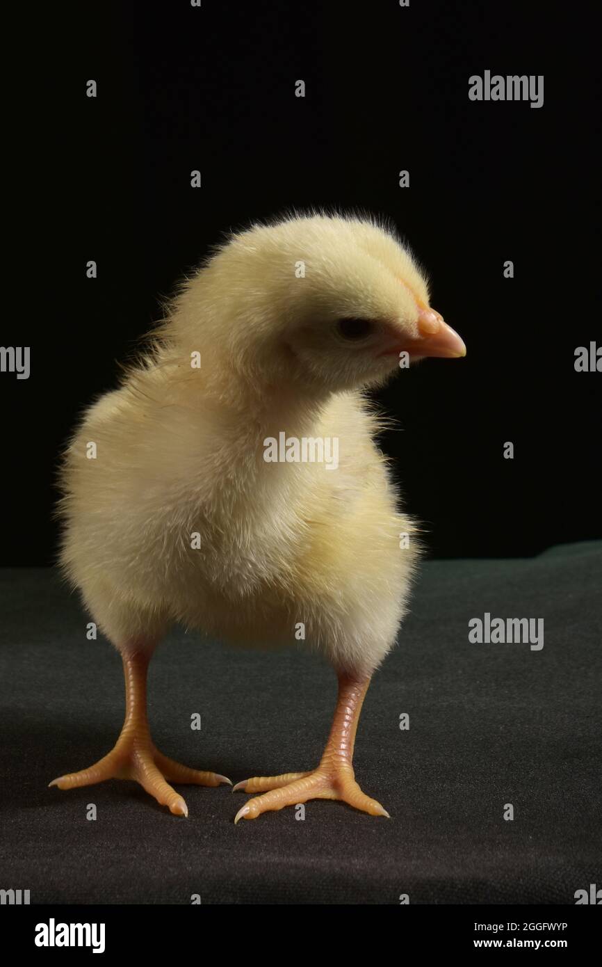 Cute chick with light bulb on black background Stock Photo - Alamy