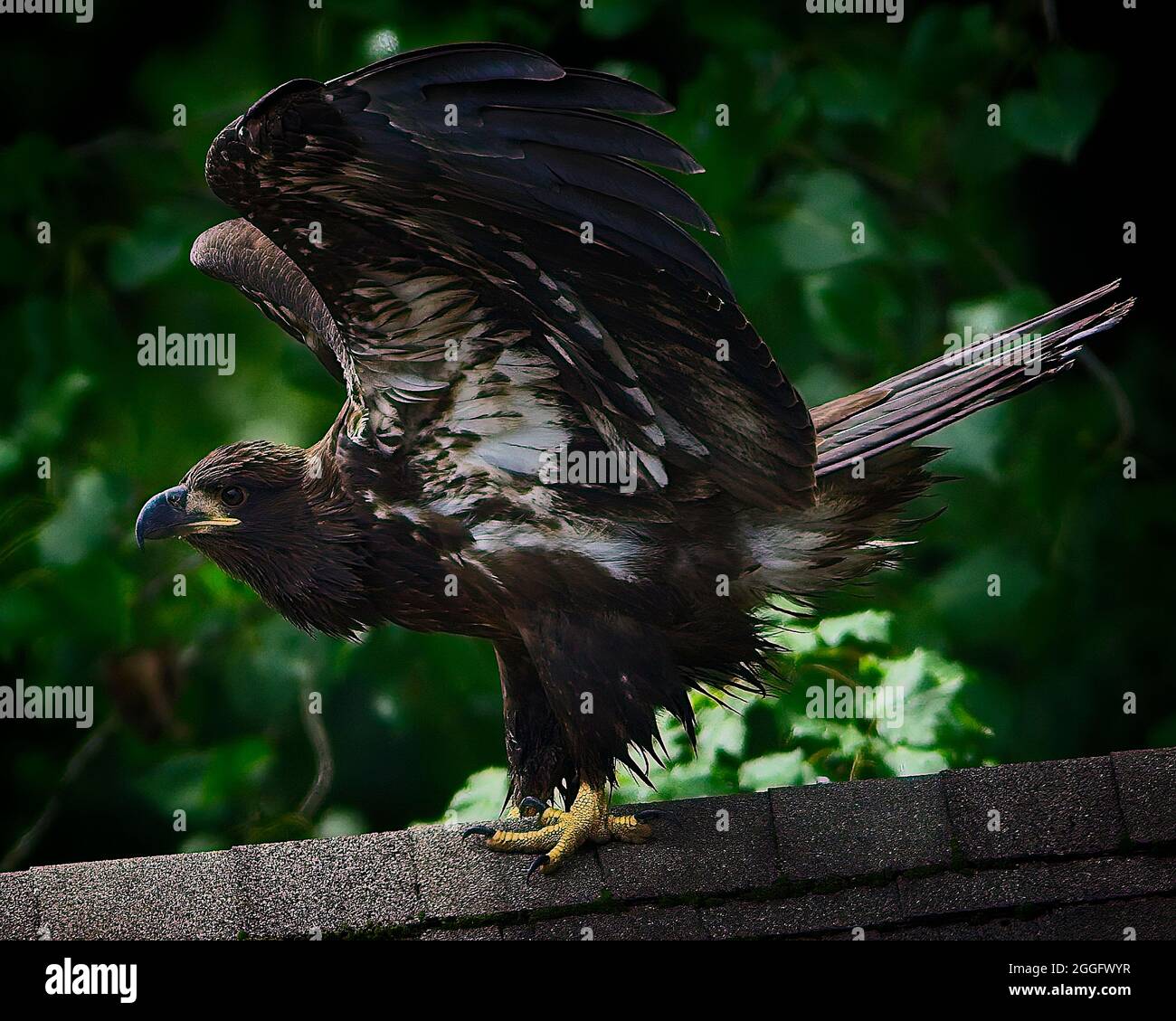 American Bald Eagle Stock Photo - Alamy