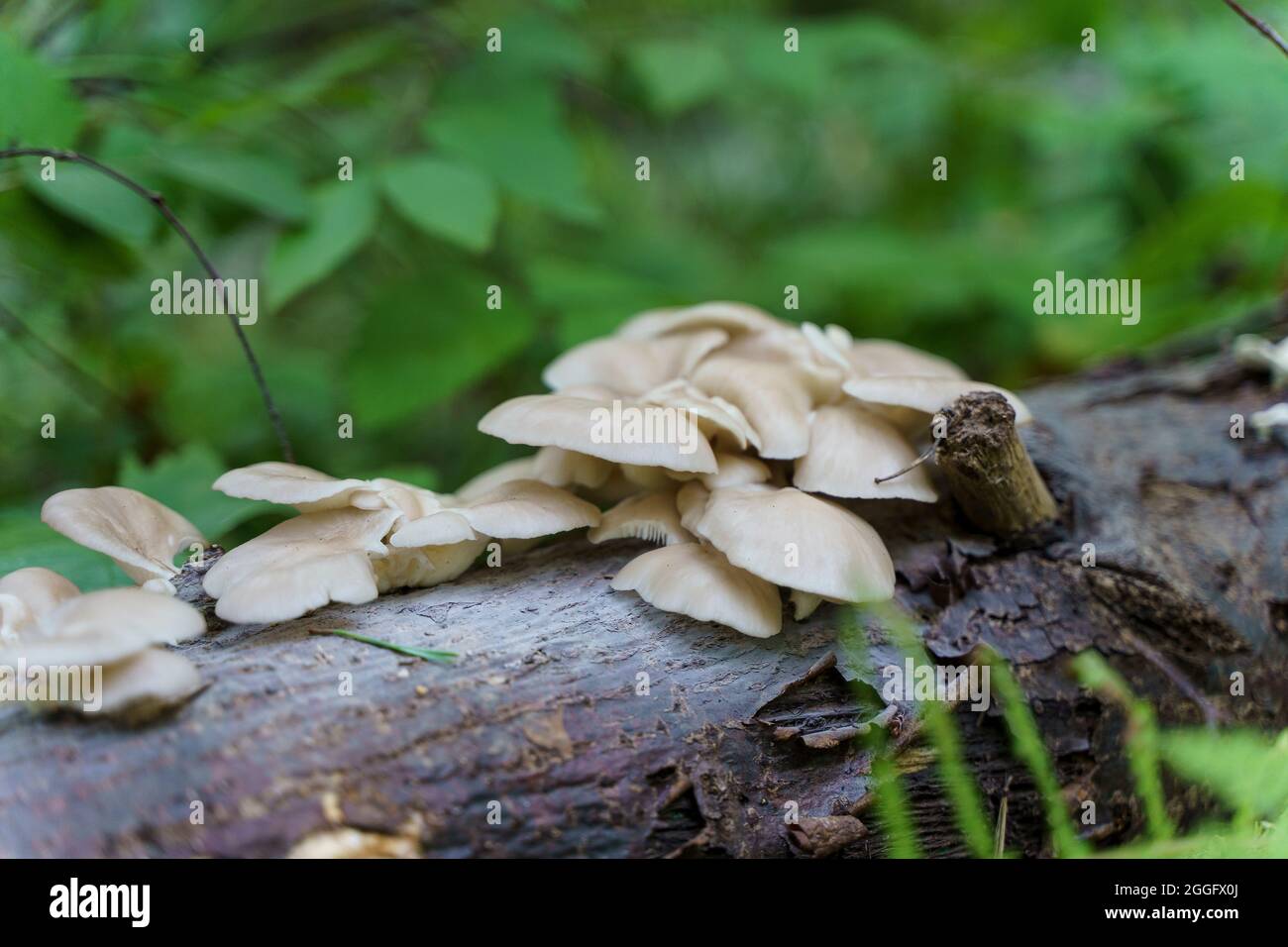 Mushrooms Grow On Fallen Tree High Resolution Stock Photography and ...