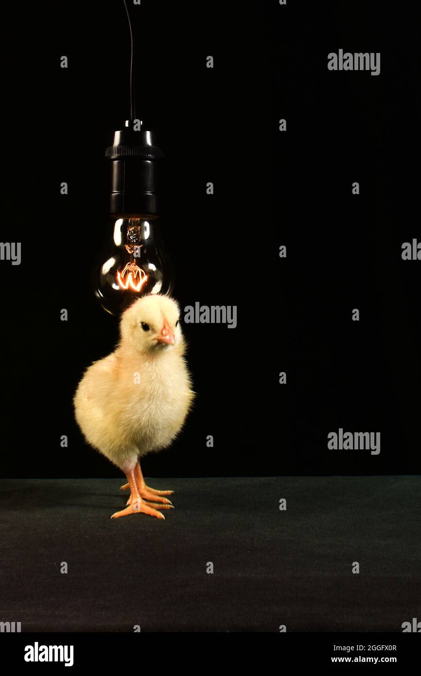 Cute chick with light bulb on black background Stock Photo - Alamy