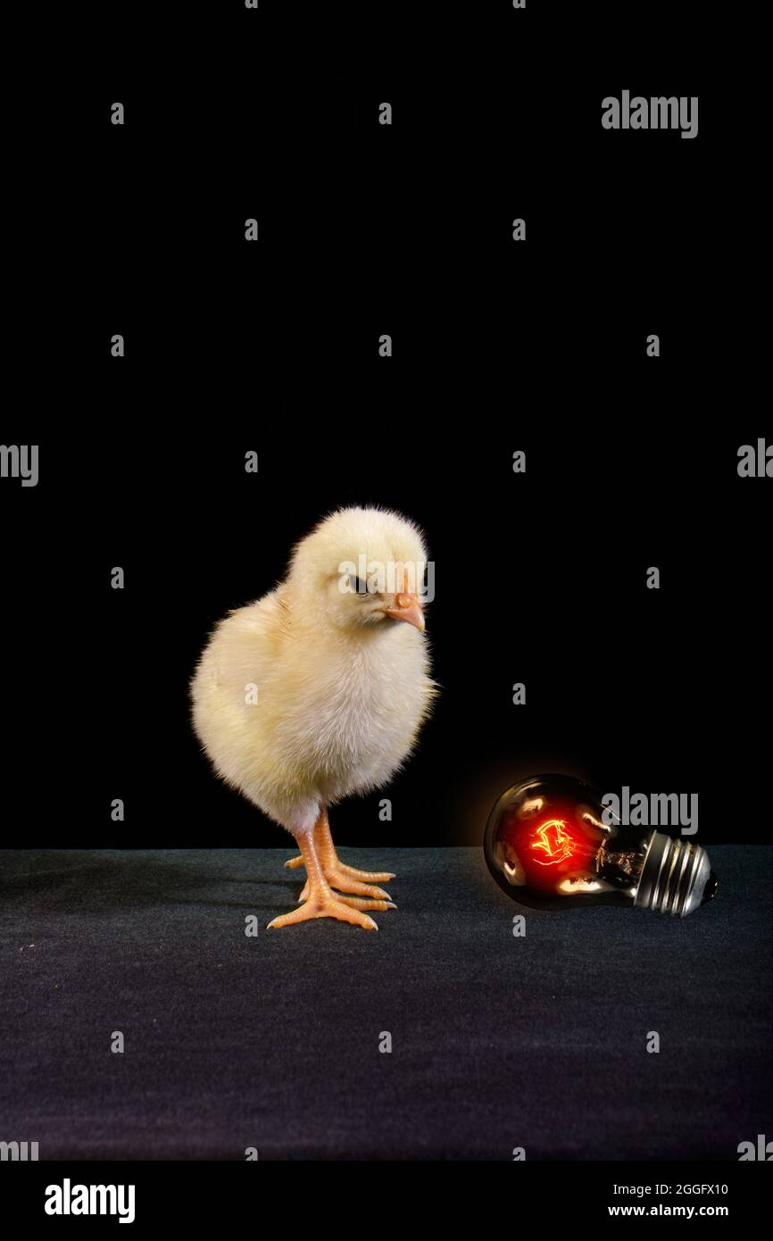 Cute chick with light bulb on black background Stock Photo - Alamy